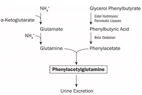 glycerol phenylbutyrate (Ravicti) Drug Information - Guideline Central